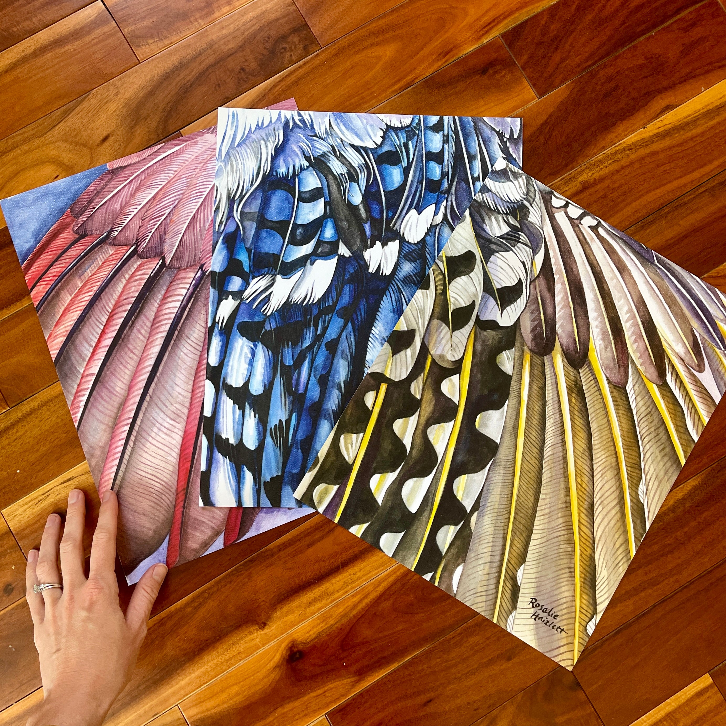 The Wildwing Collection – Rosalie Haizlett Illustration