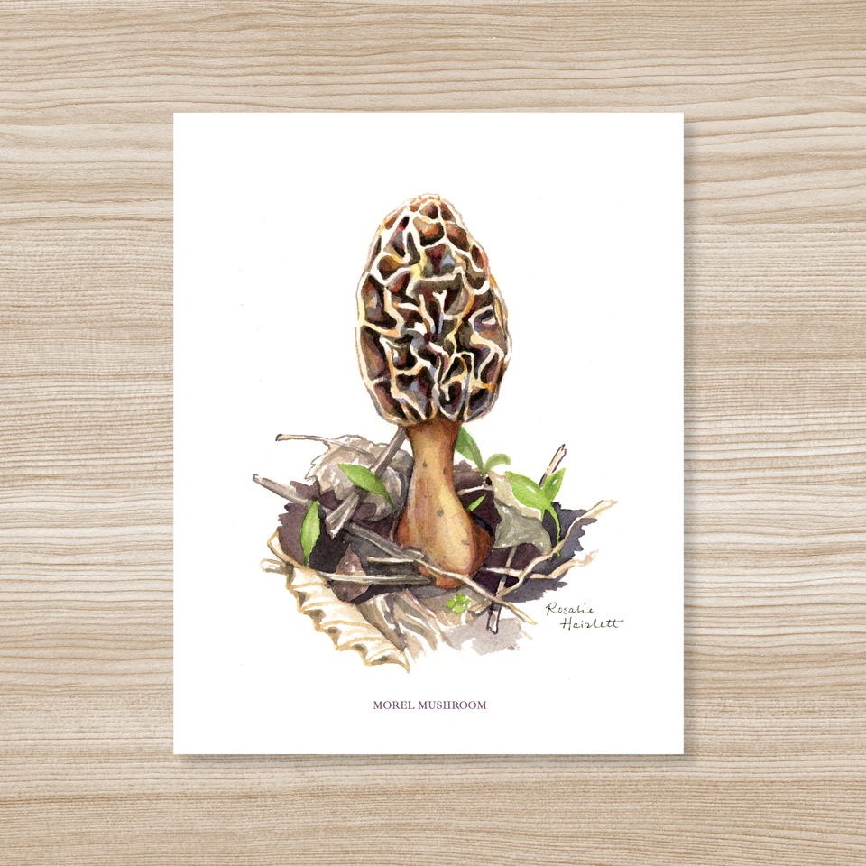 Morel Mushroom - Watercolor Art Print – Rosalie Haizlett Illustration